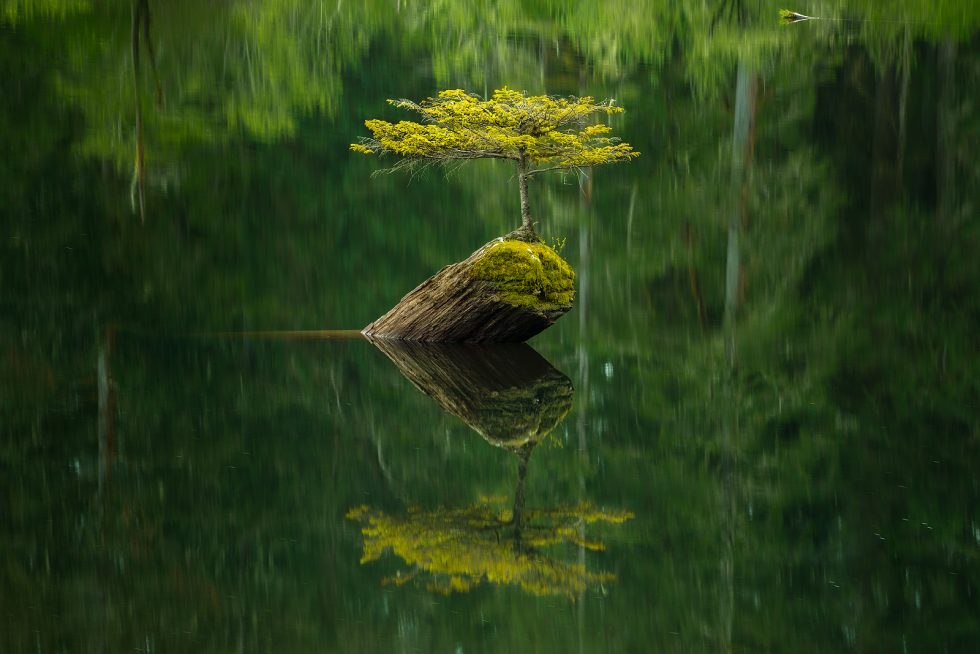 "Phoenix Rising" | Vancouver Island | Bryce Mironuck Fine Art Nature ...