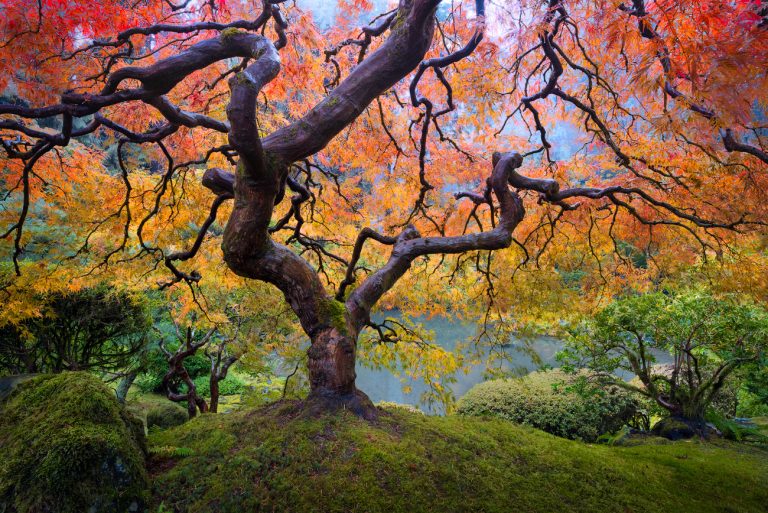 Peter Lik Tree - Tree of Life - Fine Art Photography Prints For Sale ...