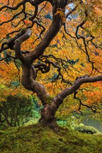 Peter Lik Tree - Tree of Life - Fine Art Photography Prints For Sale ...